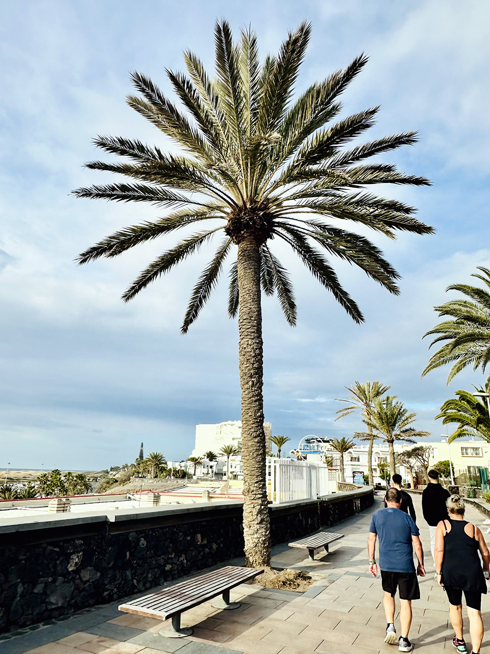 Fågelkvitter, svanskota & solsängar – Popprinsessan